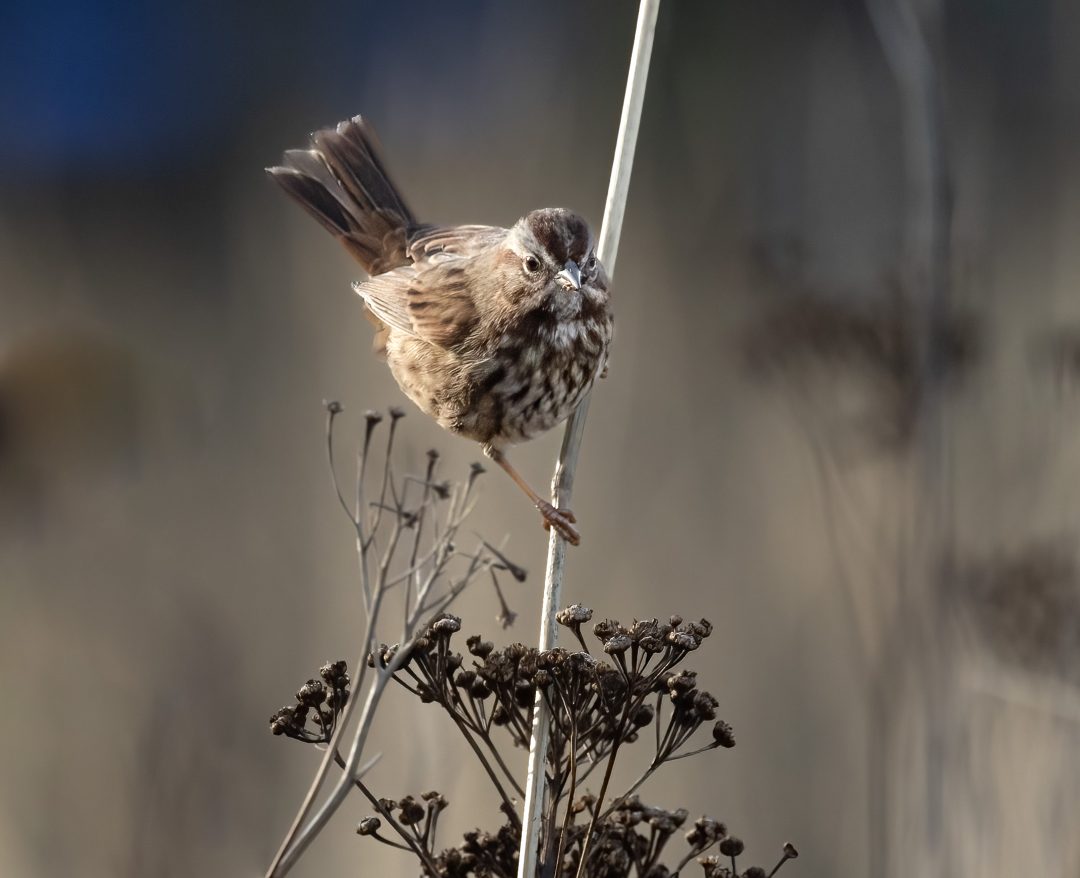 #Home - Hamilton Wetlands and Forest Preservation Society